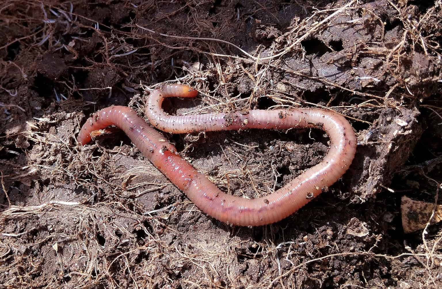 Worm Castings – A Complete Guide - Yardiac.com