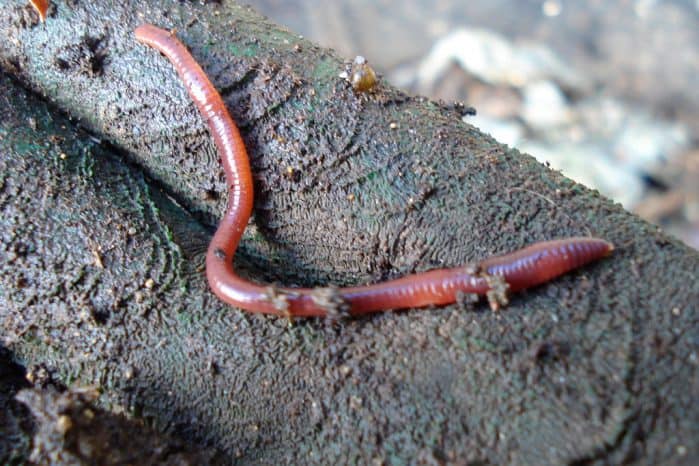 Worm Castings – A Complete Guide