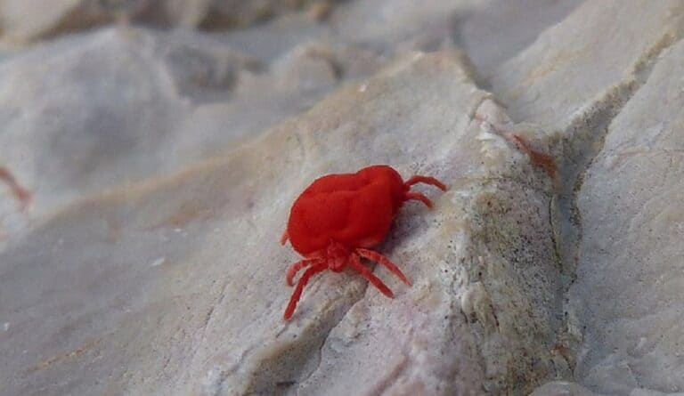 How to Get Rid of Chiggers In Your Yard